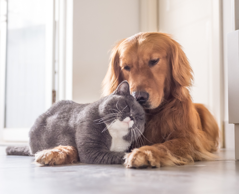 ALFORME - Rééducation animaux, remise en forme pour chien et chat